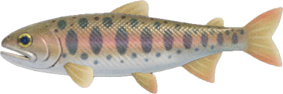June Fish List (ACNH) with Availability & Sell Prices - Animal Crossing ...
