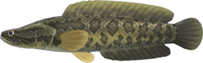 June Fish List (ACNH) with Availability & Sell Prices - Animal Crossing ...