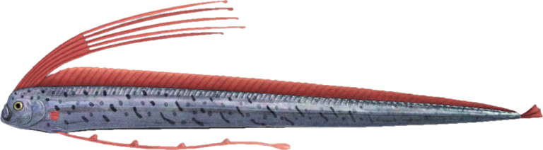 June Fish List (ACNH) with Availability & Sell Prices - Animal Crossing ...